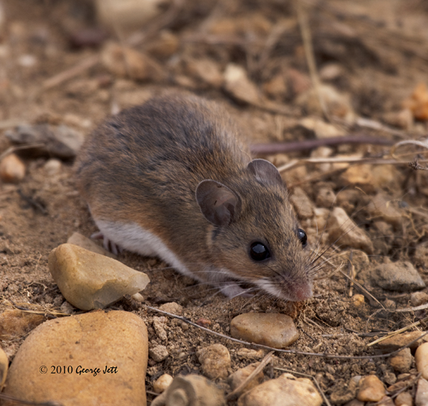 About White-footed Mouse - Maryland Biodiversity Project